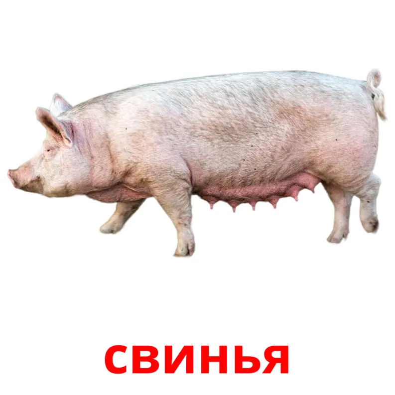 15 FREE Farm animals Flashcards in PDF | Russian Pictures