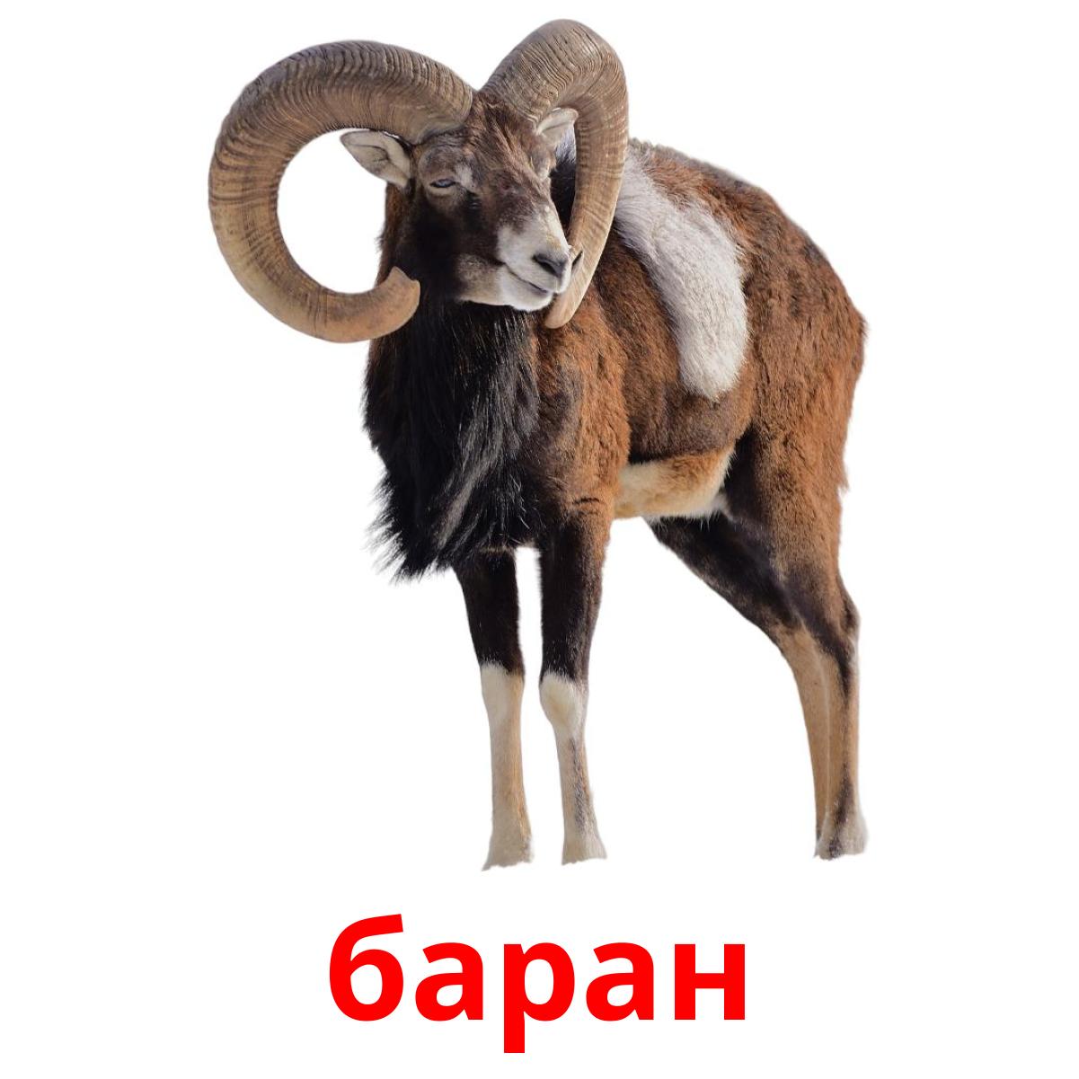141 FREE Russian Animals Flashcards | PDF