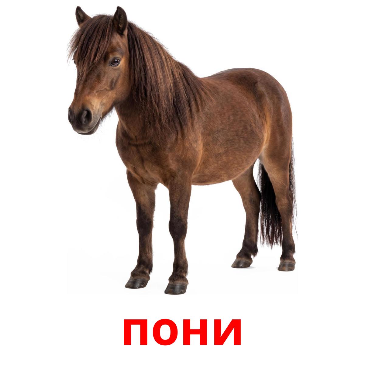 16 Printable Farm animals Flashcards in Russian (Free PDF)