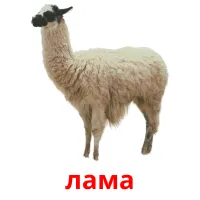 15 FREE Farm animals Flashcards | PDF | Russian Words