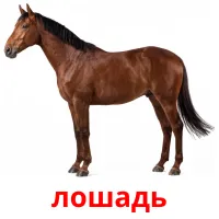 16 Printable Farm animals Flashcards in Russian (Free PDF)