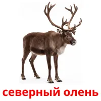 16 Printable Farm animals Flashcards in Russian (Free PDF)