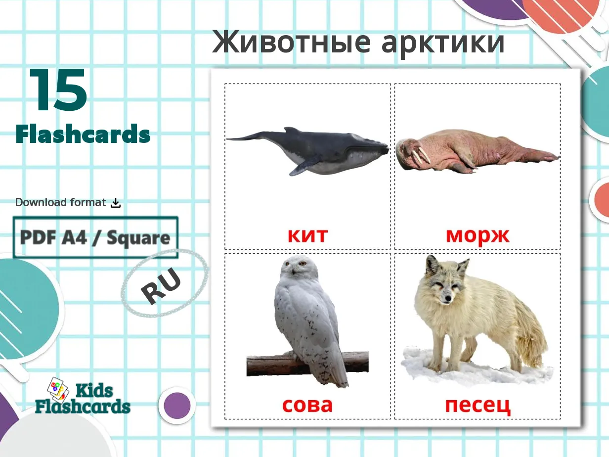 15 Printable Arctic animals Flashcards in Russian (Free PDF)