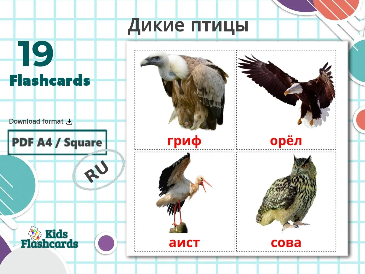 19 Printable Wild birds Flashcards in Russian (Free PDF)