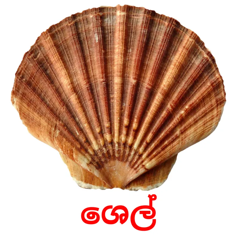 29 FREE Sea animals Flashcards | PDF | Sinhala Words