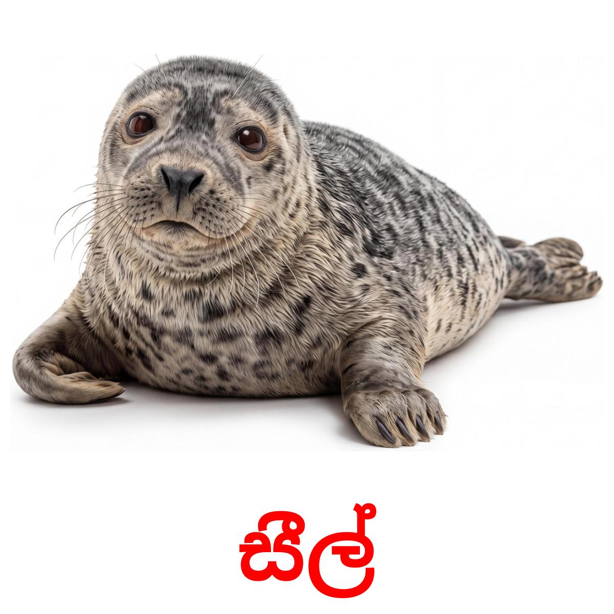 30 Printable Sea animals Flashcards in Sinhala (Free PDF)