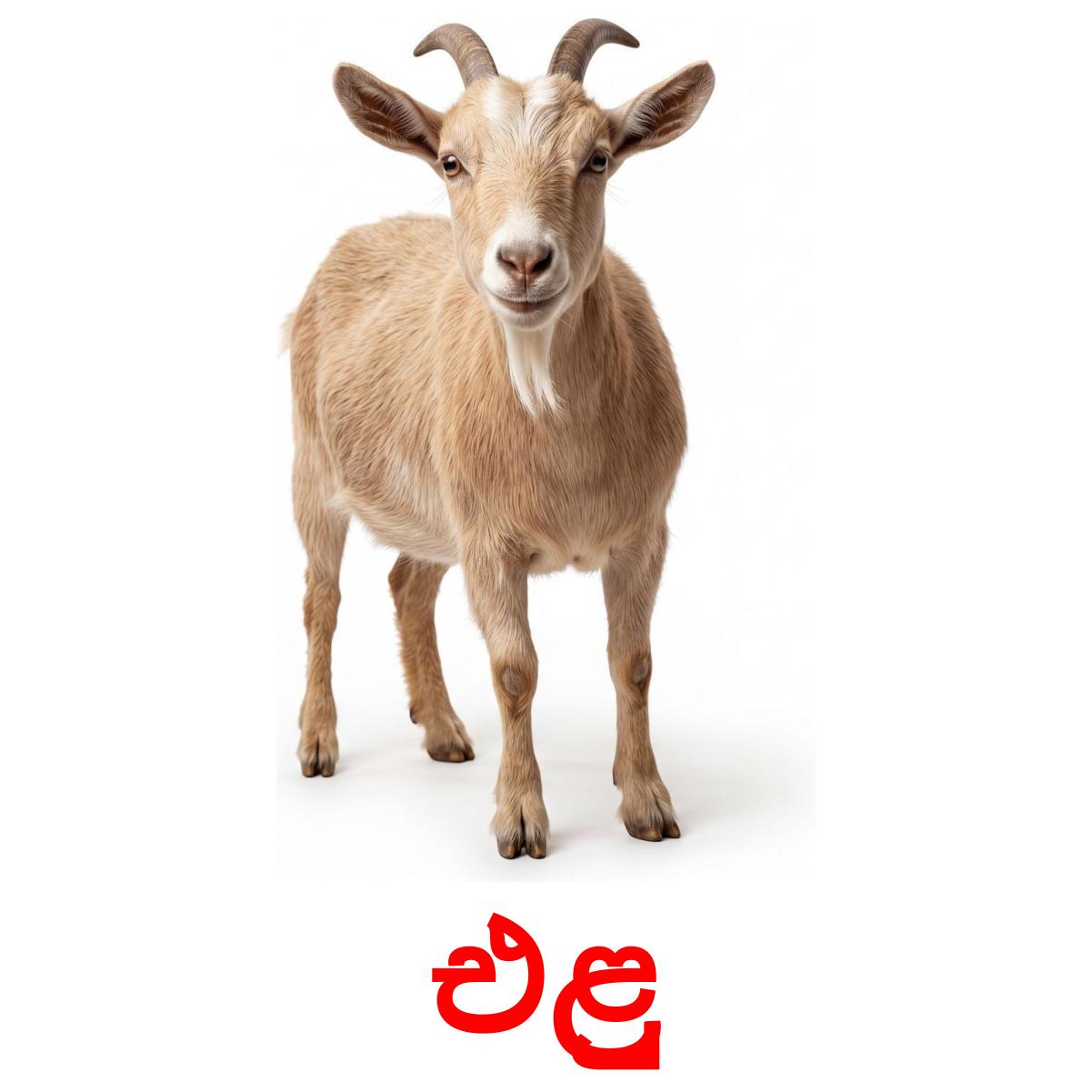 16 Printable Farm animals Flashcards in Sinhala (Free PDF)