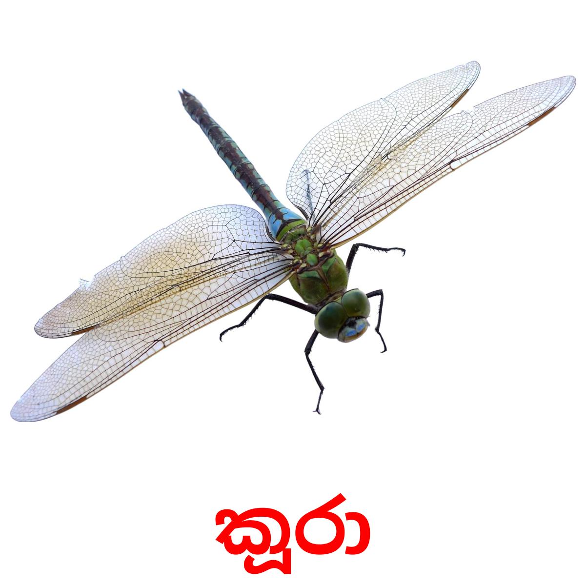 23 FREE Insects Flashcards | PDF | Sinhala Words