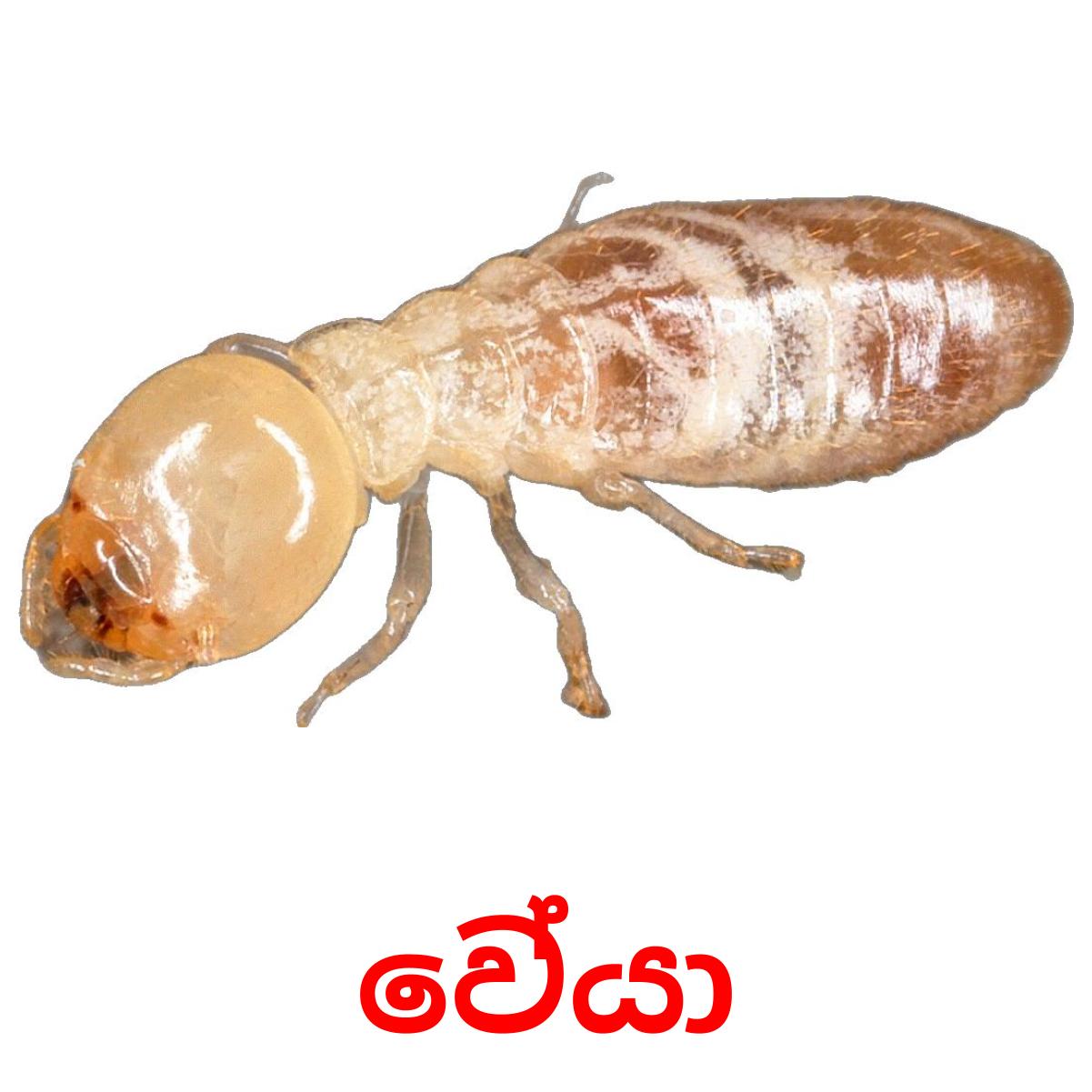 23 FREE Insects Flashcards | PDF | Sinhala Words