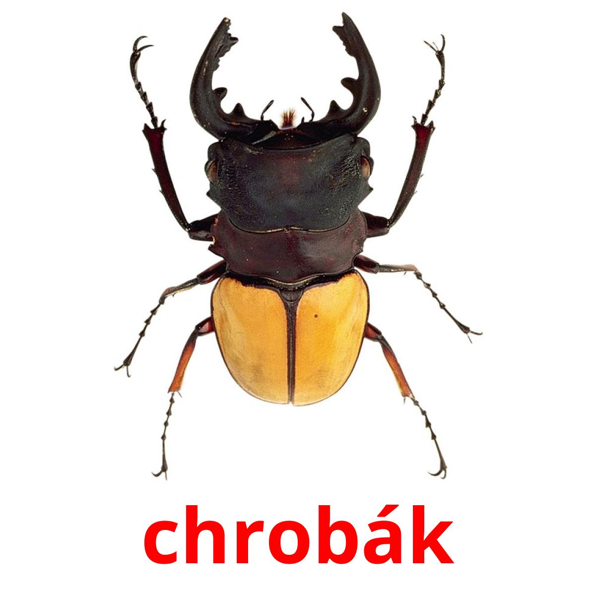 24 Printable Insects Flashcards in Slovak (Free PDF)