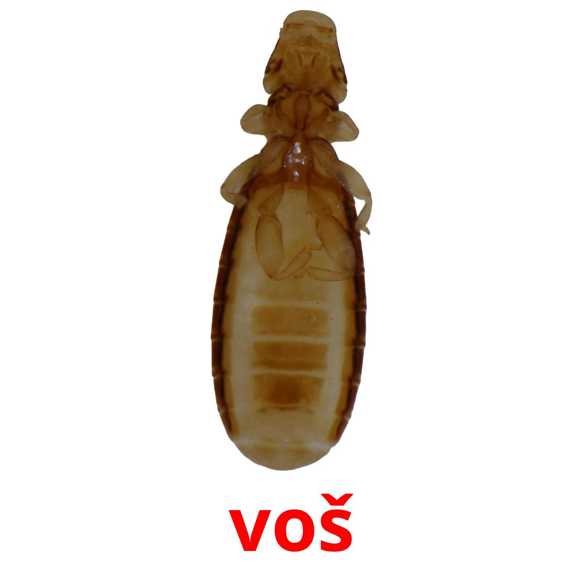 24 Printable Insects Flashcards in Slovak (Free PDF)