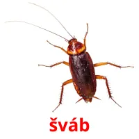 23 FREE Insects Flashcards | PDF | Slovak Words
