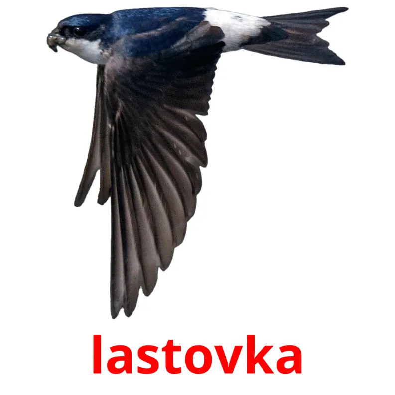 18 FREE Wild birds Flashcards | PDF | Slovenian Words