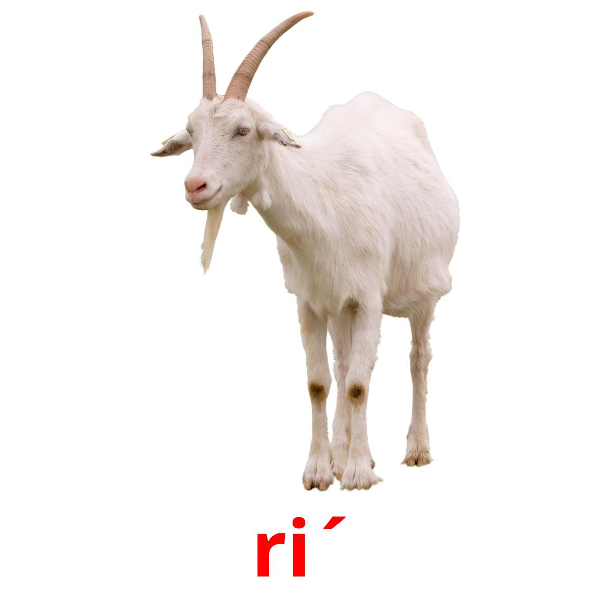 16 Printable Farm animals Flashcards in Somali (Free PDF)