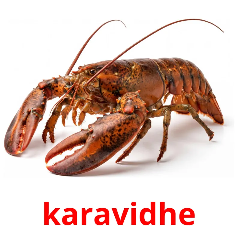 29 FREE Sea animals Flashcards | PDF | Albanian Words