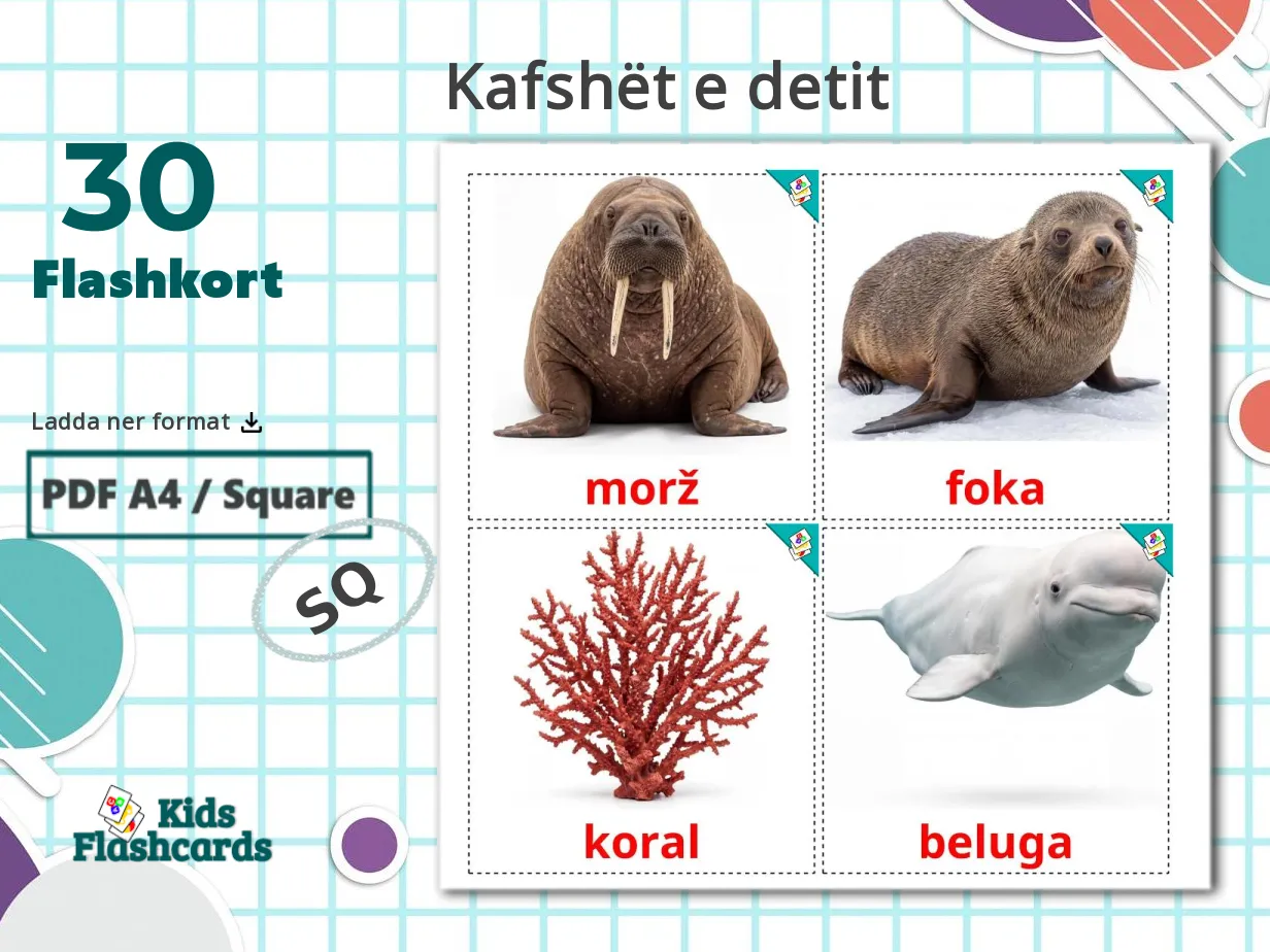 30 GRATIS Havsdjur bildkort i 4 PDF-format | Albanska bilder