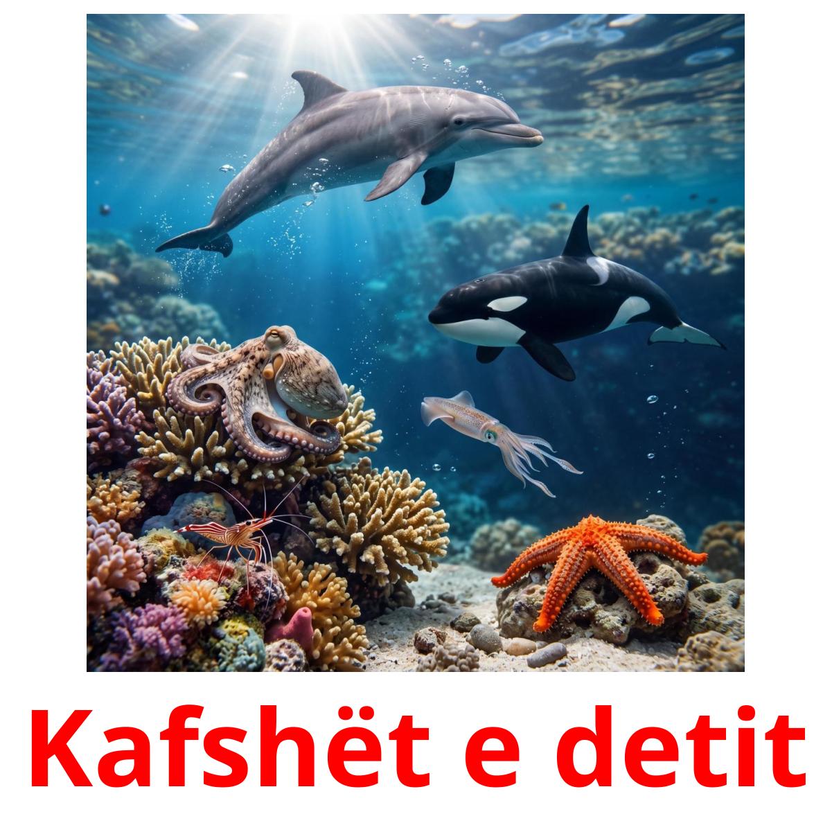 30 Printable Sea animals Flashcards in Albanian (Free PDF)