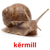 29 FREE Sea animals Flashcards | PDF | Albanian Words