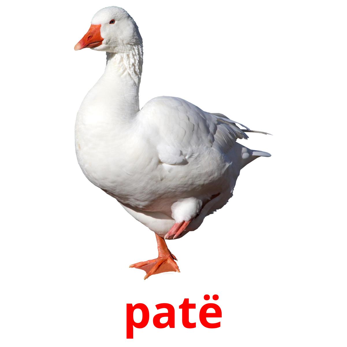 12 Printable Farm birds Flashcards in Albanian (Free PDF)