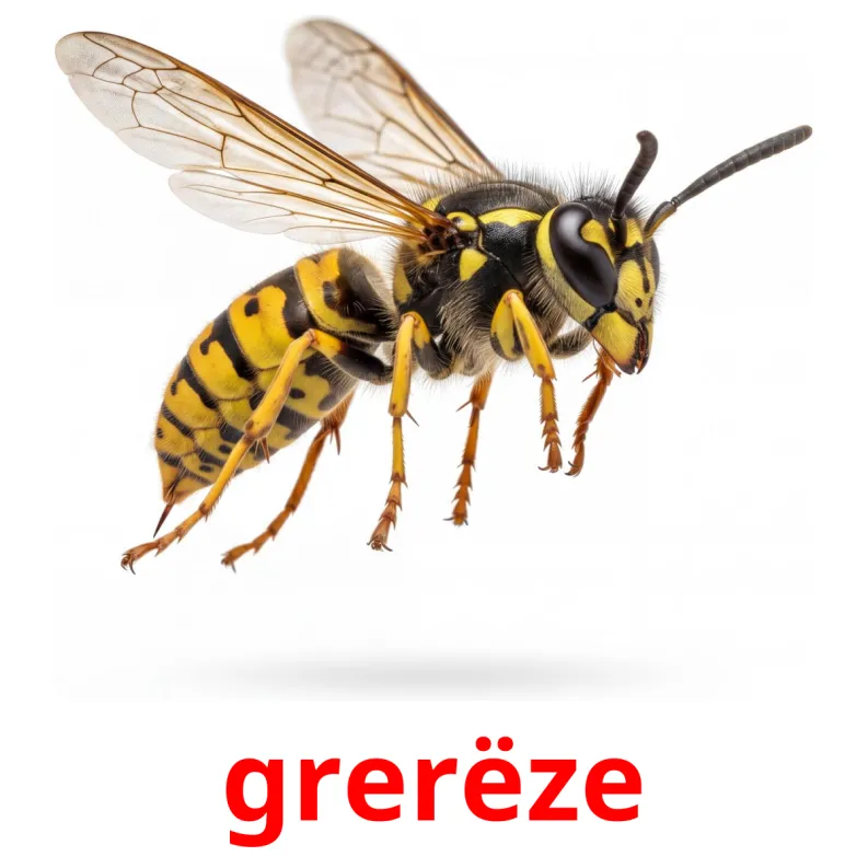 23 Flashcard GRATUITE sui Insetti in 4 Formati PDF | Immagini in Albanese