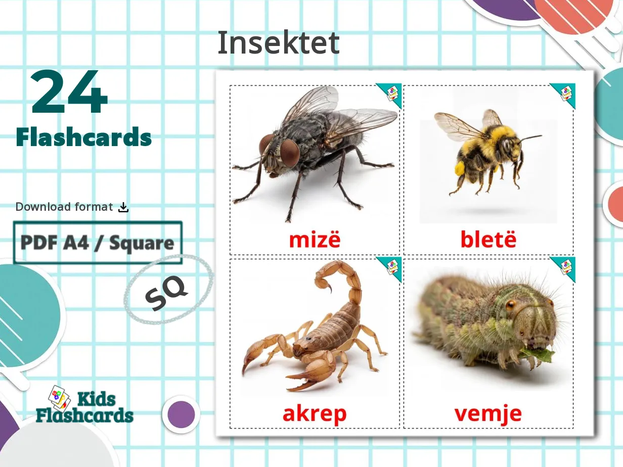 24 Printable Insects Flashcards in Albanian (Free PDF)
