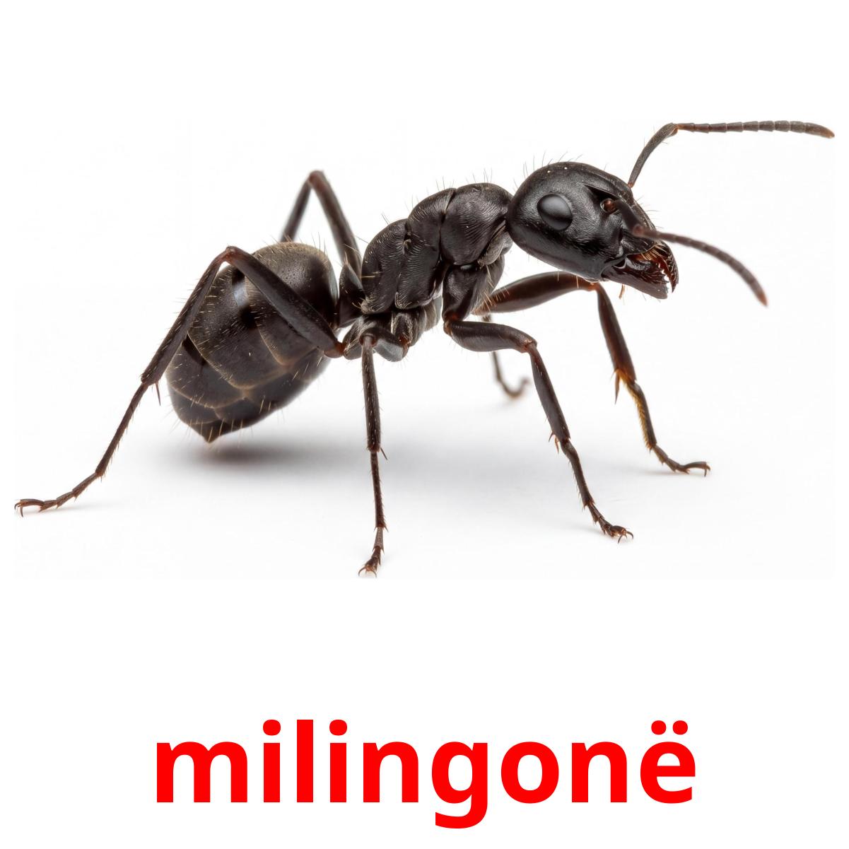 24 Printable Insects Flashcards in Albanian (Free PDF)