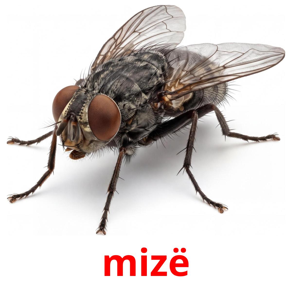 24 Printable Insects Flashcards in Albanian (Free PDF)