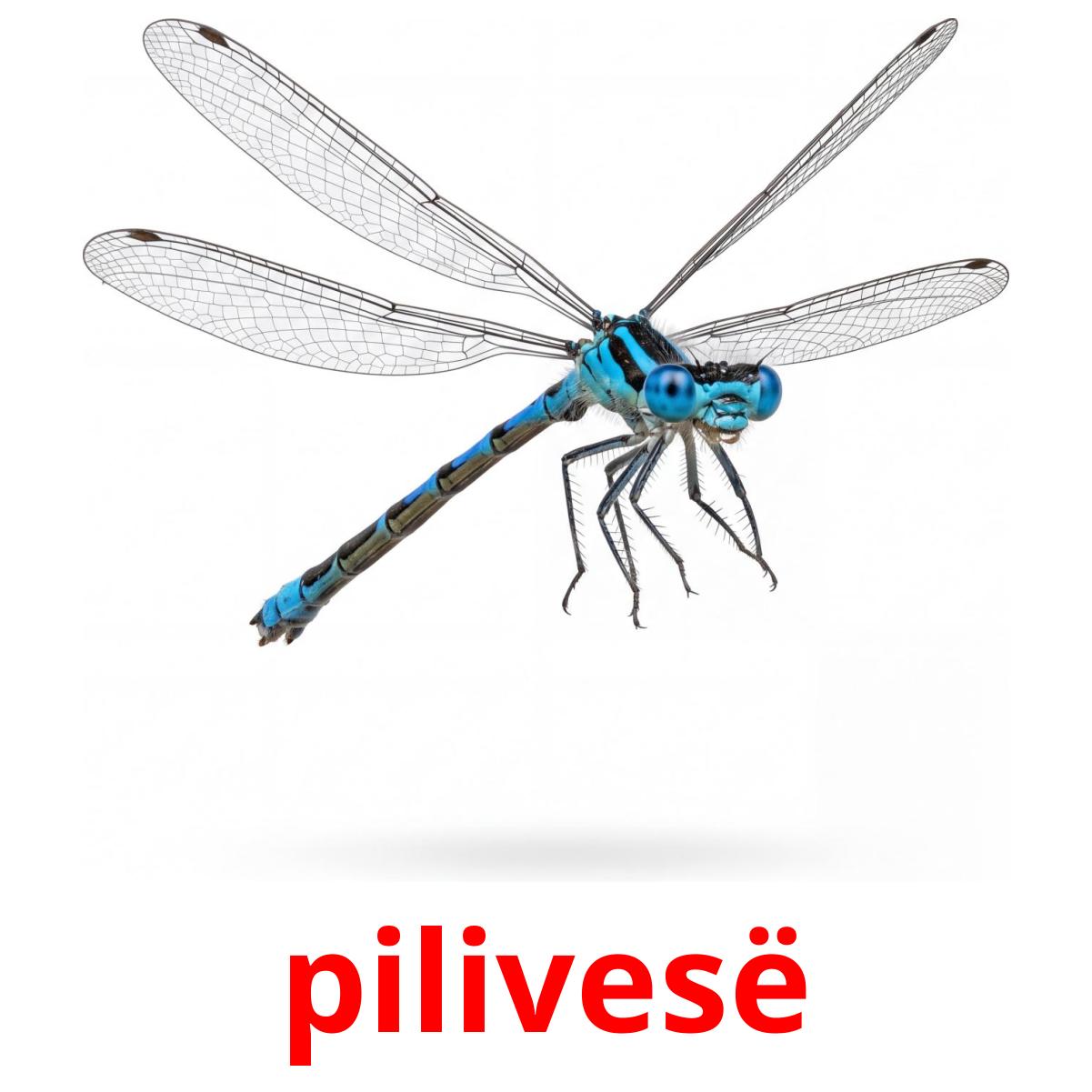 24 Cartões linguagem de Insects GRÁTIS em 4 formatos PDF | Amharic Pictures