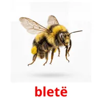 24 Printable Insects Flashcards in Albanian (Free PDF)