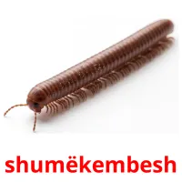 24 Printable Insects Flashcards in Albanian (Free PDF)