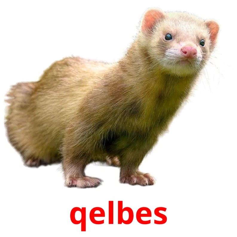 22 Tarjetas de Aprendizaje de Animales del Bosque GRATIS en PDF ...