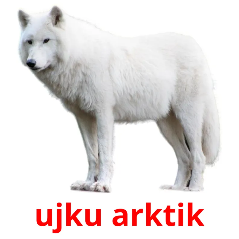 14 GRATIS Arctische dieren Flashcards in 4 PDF formaten | Albanese ...