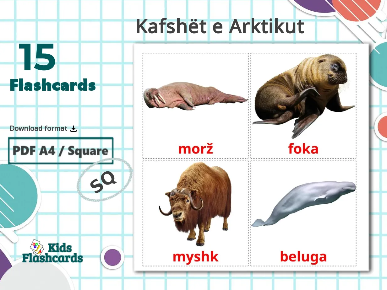 15 Printable Arctic animals Flashcards in Albanian (Free PDF)