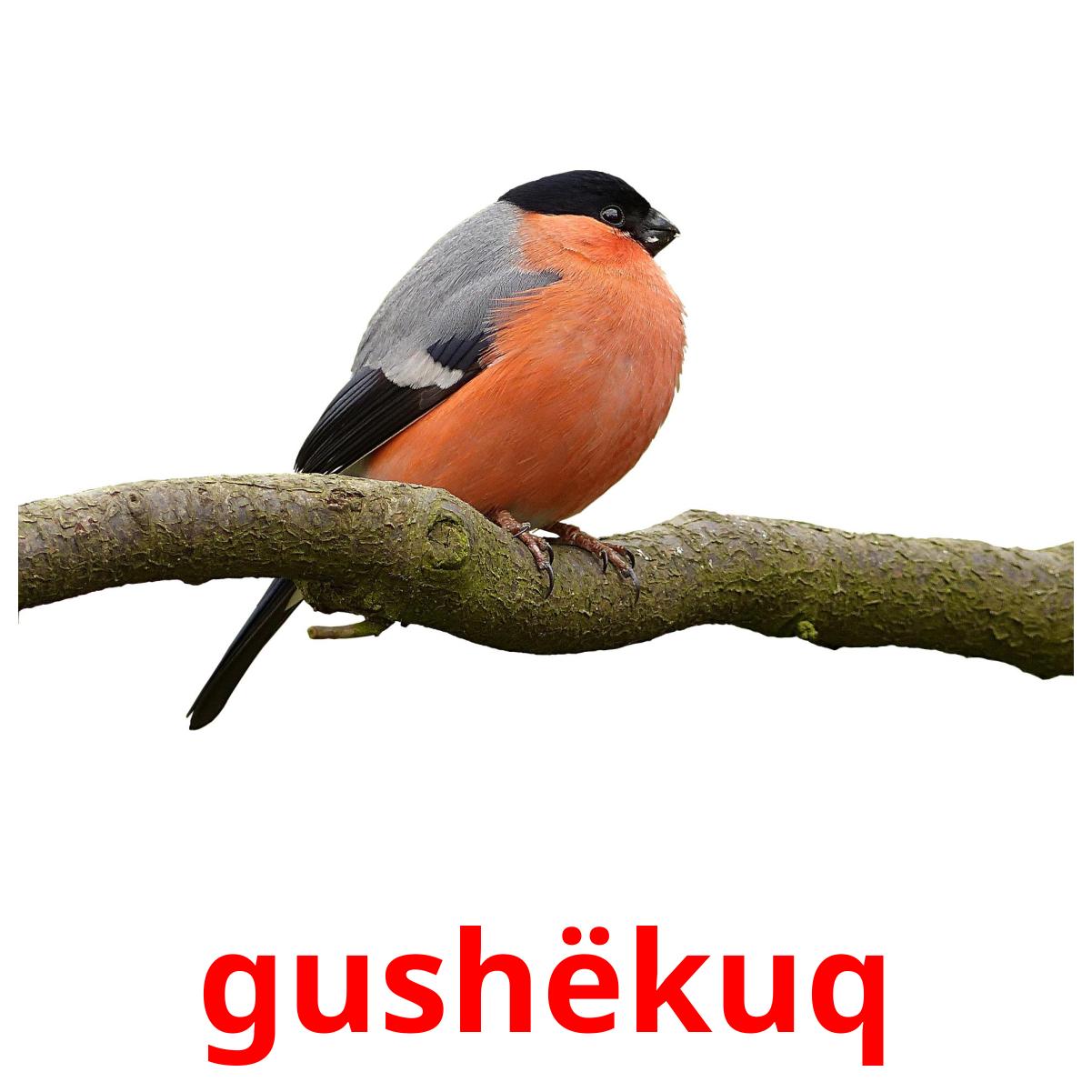 19 FREE Wild birds Flashcards | PDF | Albanian Words