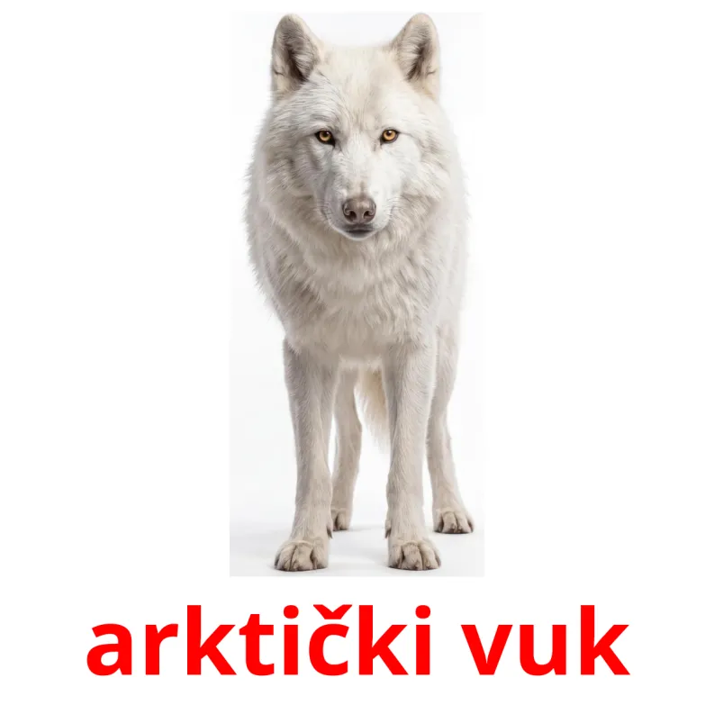 134 FREE Serbian Animals Flashcards | PDF