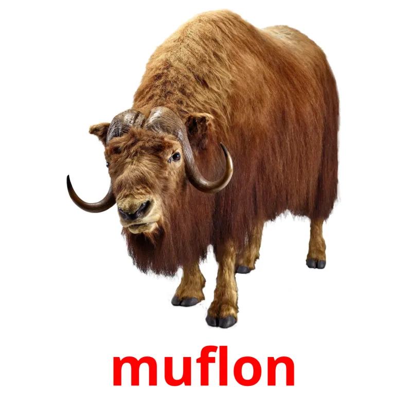 14 Tarjetas de Aprendizaje de Animales del Ártico GRATIS en PDF ...