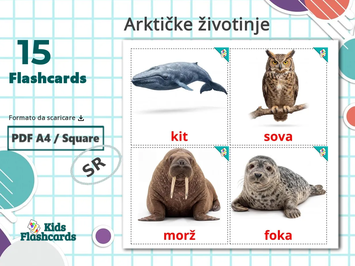 15 Flashcard GRATUITE sui Animali artici in 4 Formati PDF | Immagini in ...