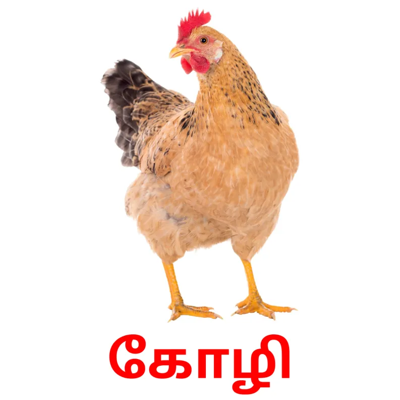 29 FREE Tamil Birds Flashcards | PDF