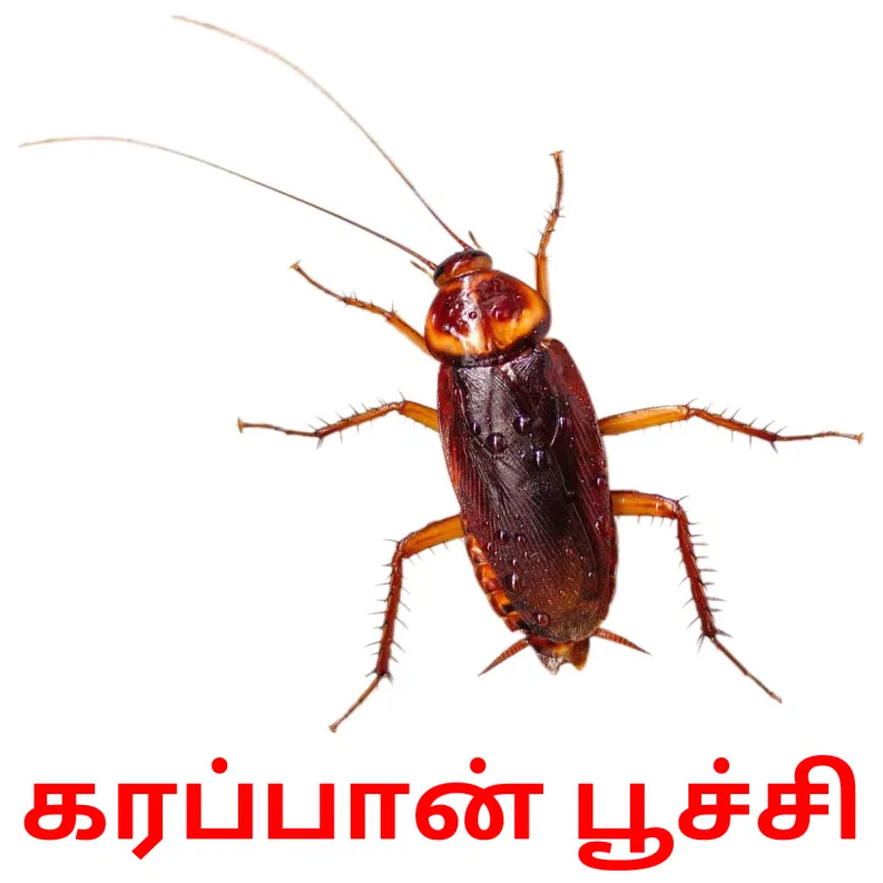 23 FREE Insects Flashcards | PDF | Tamil Words