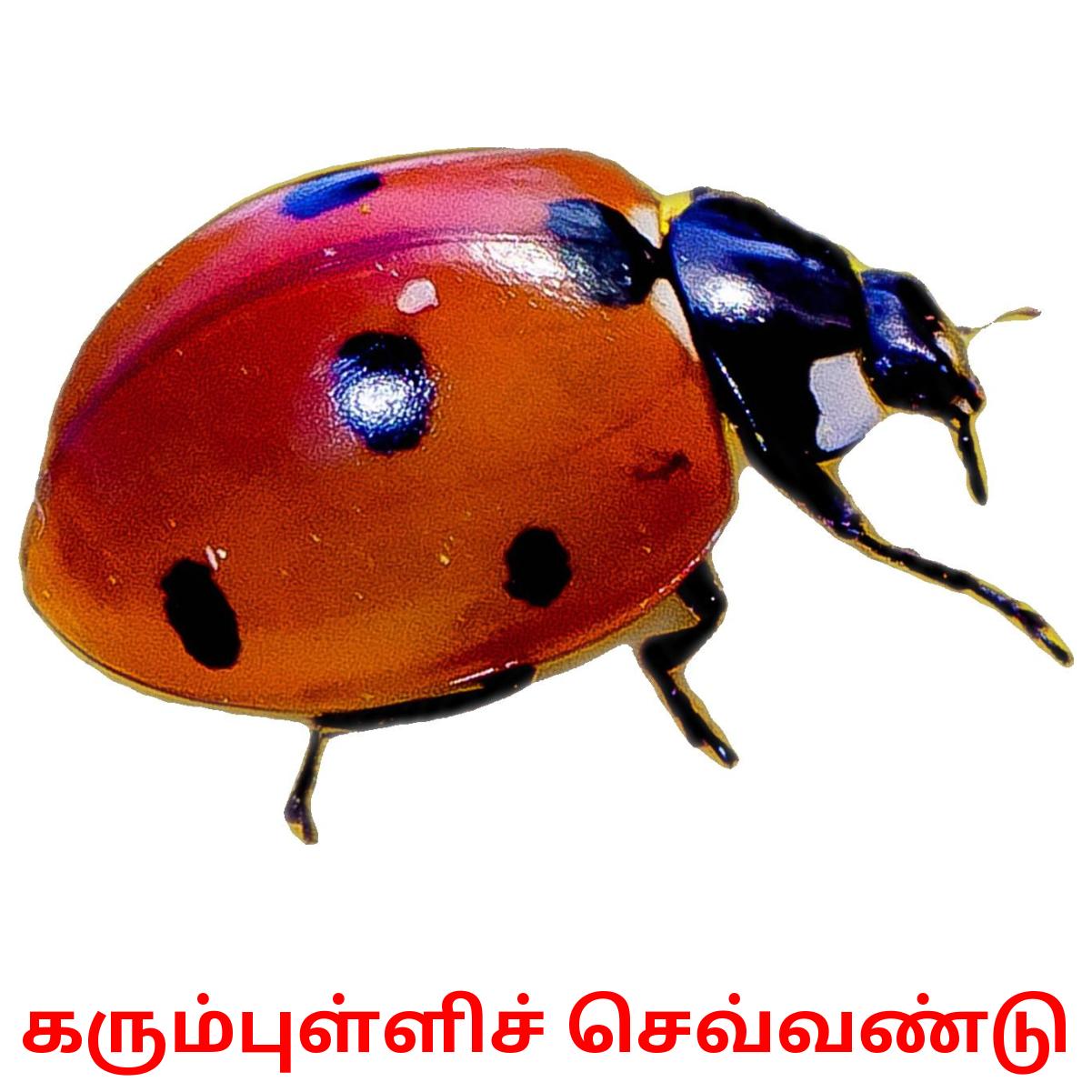 24 Printable Insects Flashcards in Tamil (Free PDF)