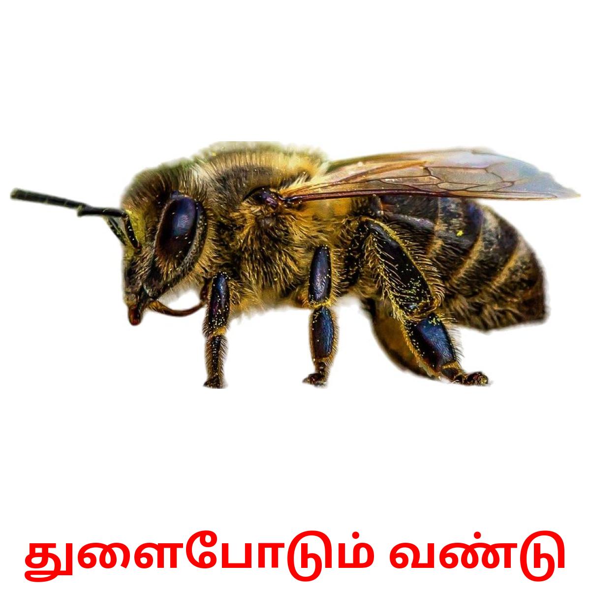 24 Printable Insects Flashcards in Tamil (Free PDF)