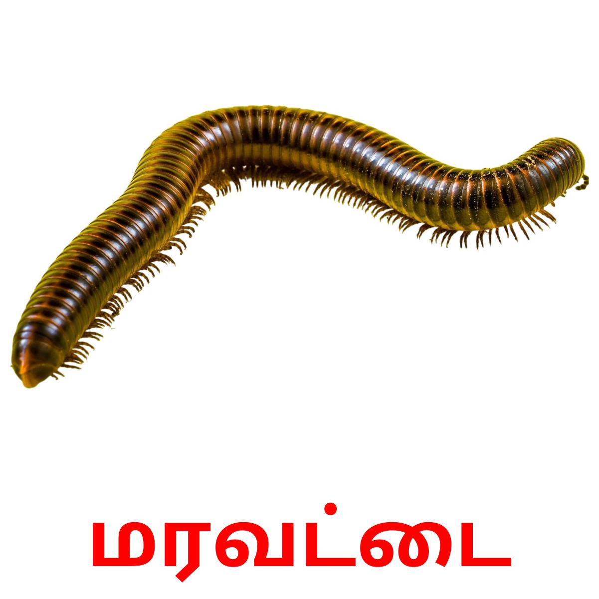 24 Printable Insects Flashcards in Tamil (Free PDF)