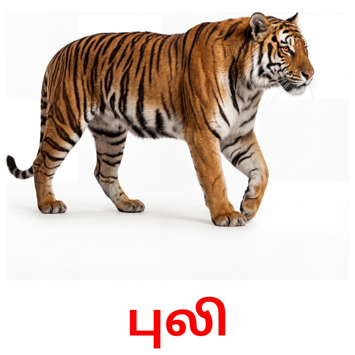 22 Printable Jungle animals Flashcards in Tamil (Free PDF)