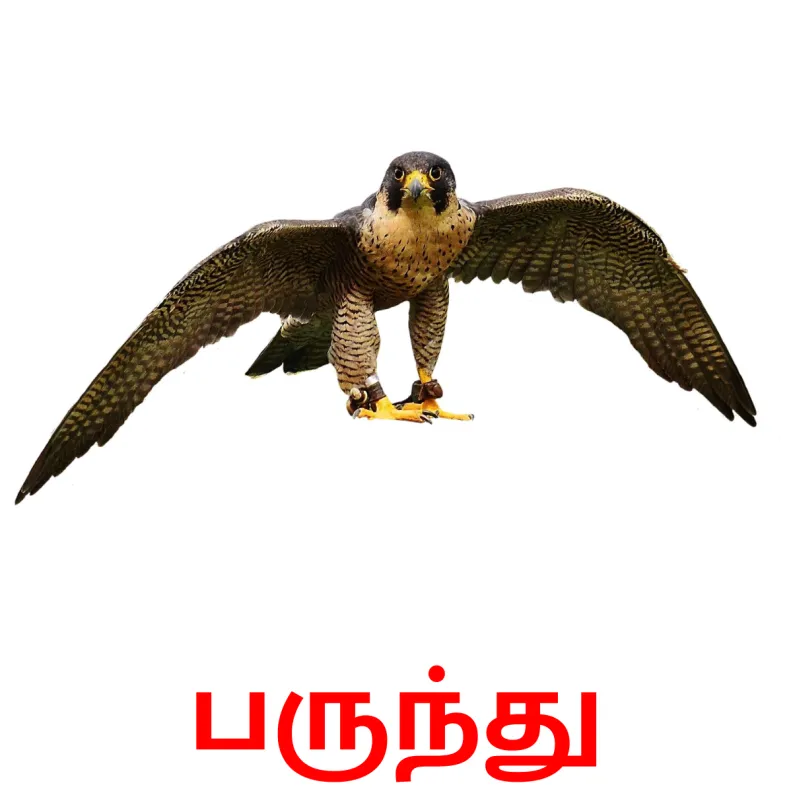 18 FREE Wild birds Flashcards in 4 PDF formats | Tamil Pictures