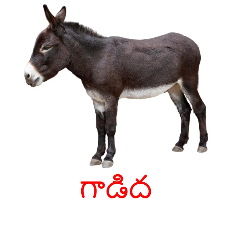 15 FREE Farm animals Flashcards | PDF | Telugu Words