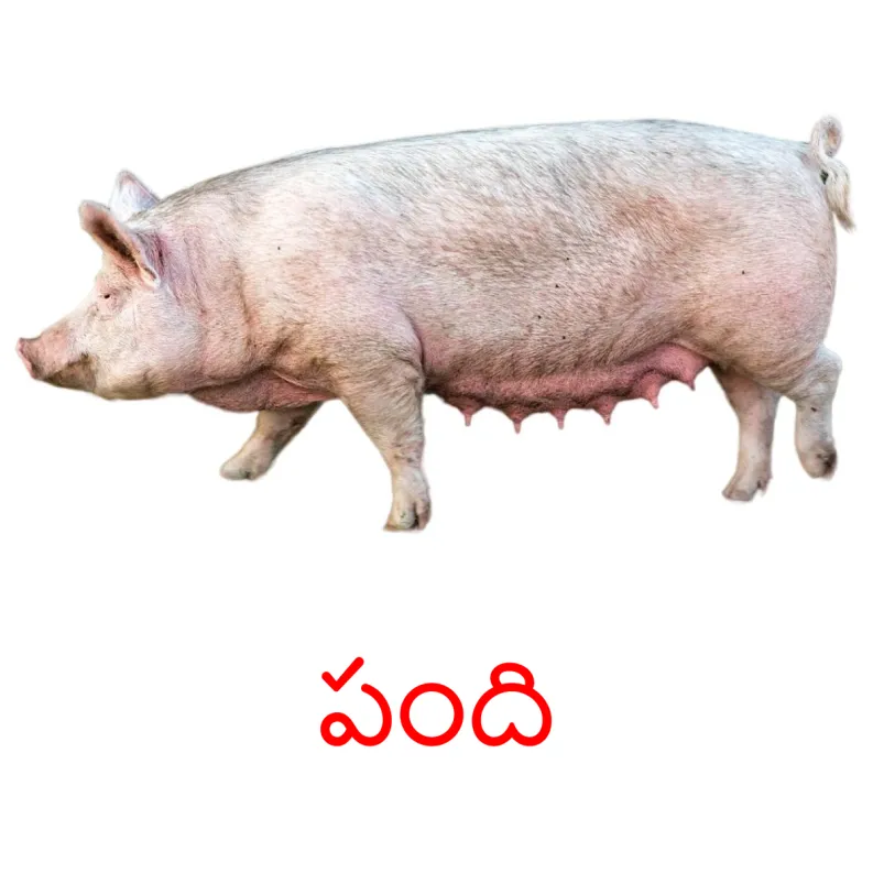 15 FREE Farm animals Flashcards | PDF | Telugu Words