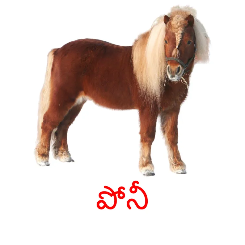 15 FREE Farm animals Flashcards | PDF | Telugu Words