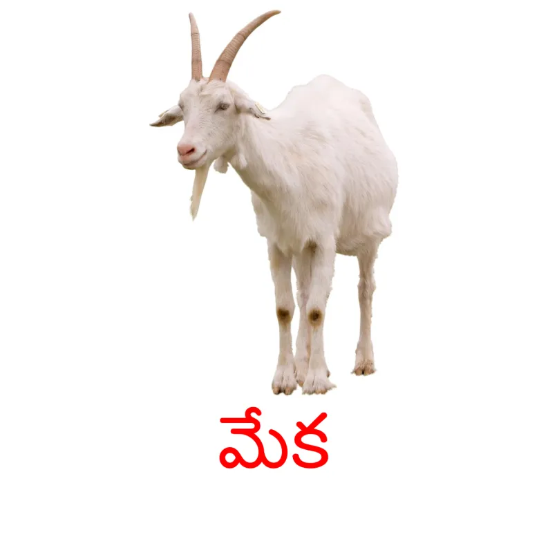 15 FREE Farm animals Flashcards | PDF | Telugu Words