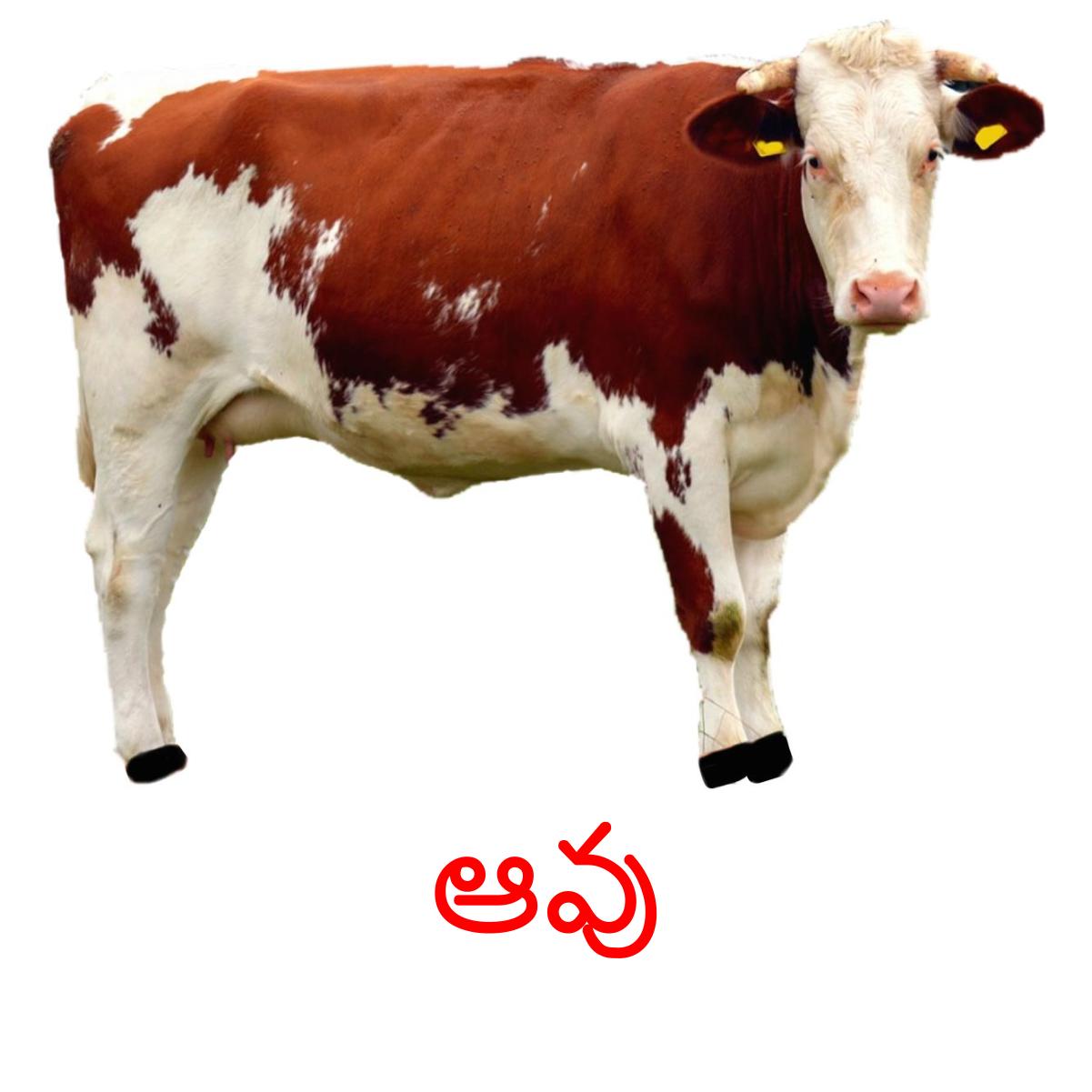 16 Printable Farm animals Flashcards in Telugu (Free PDF)