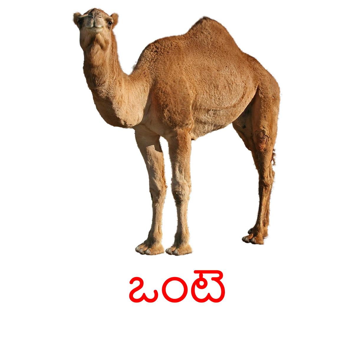 103 FREE Telugu Animals Flashcards | PDF